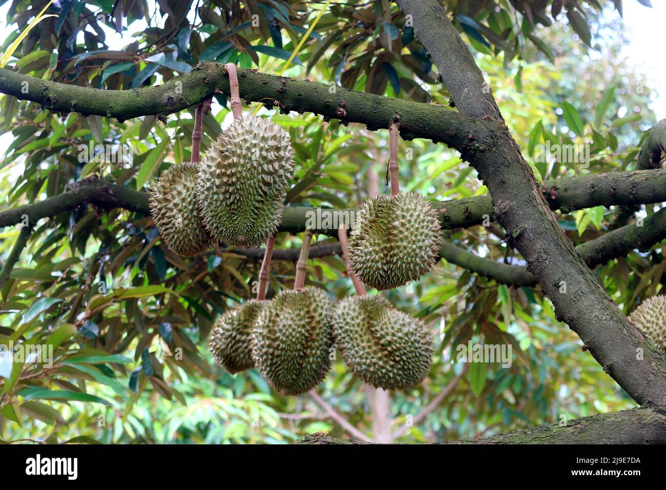 durian fruit on tree in organic farm Stock Photo - Alamy