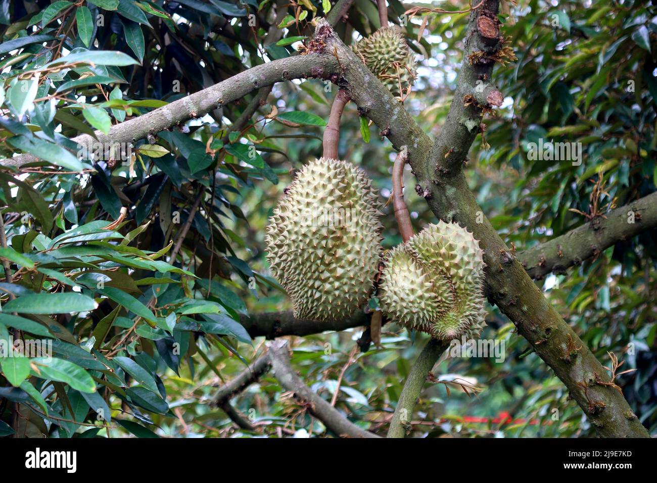 Durian farm hi-res stock photography and images - Alamy
