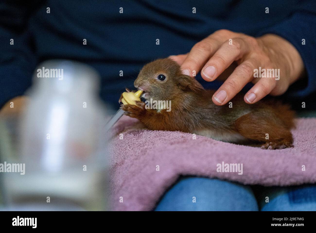 16 May 2022, Berlin: A young squirrel is fed milk by veterinarian Elena ...
