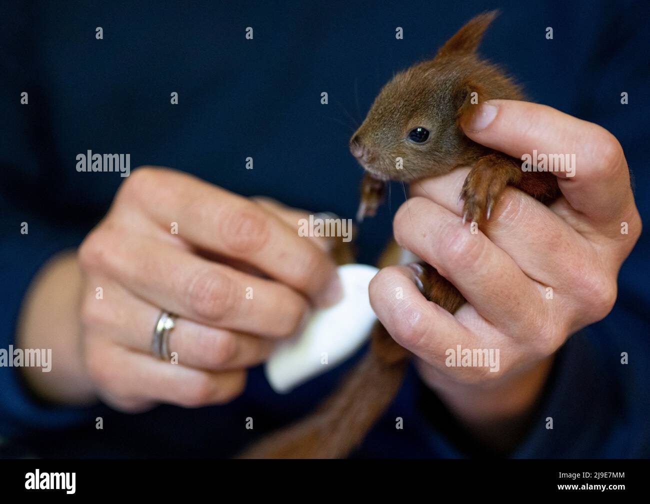16 May 2022, Berlin: Veterinarian Elena Becker cares for a young ...