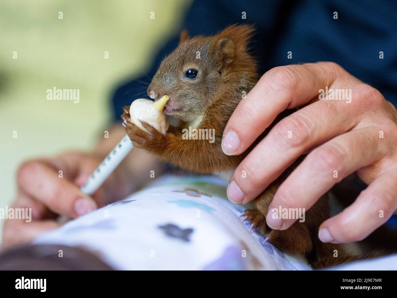16 May 2022, Berlin: A young squirrel is fed milk by veterinarian Elena ...