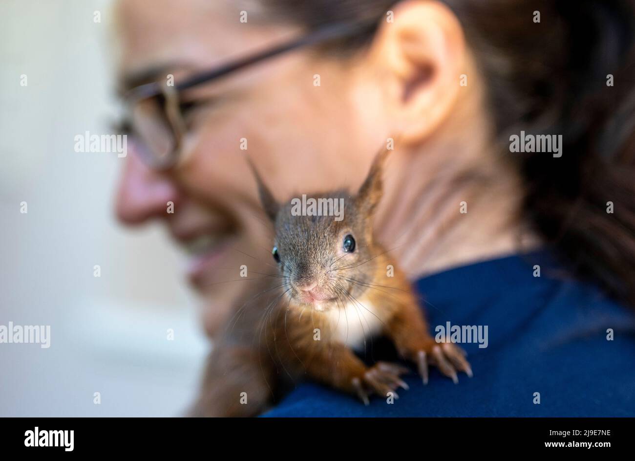 16 May 2022, Berlin: A young squirrel sits on the shoulder of ...
