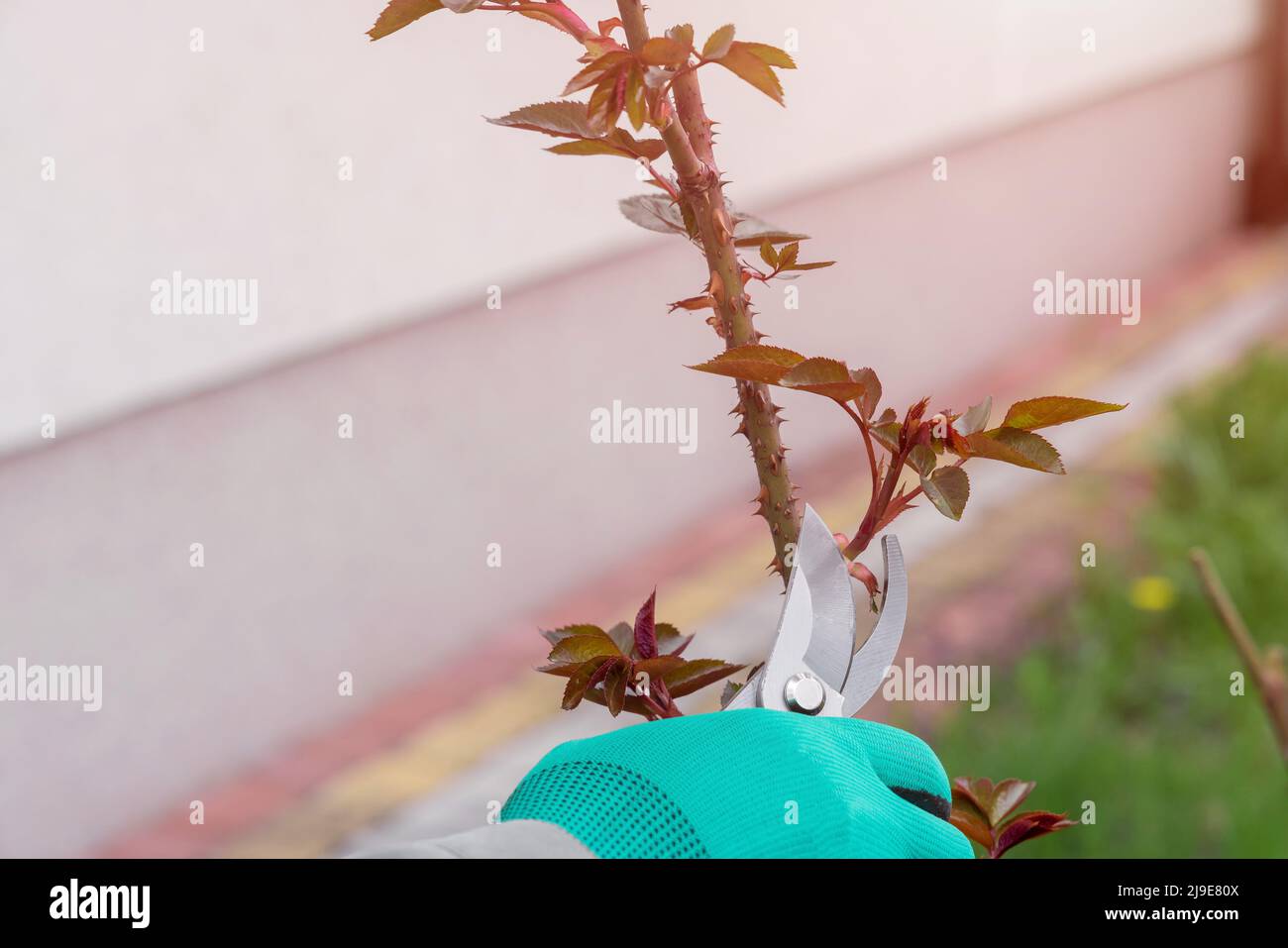 Farmer trimming rose branches in garden at spring Stock Photo - Alamy