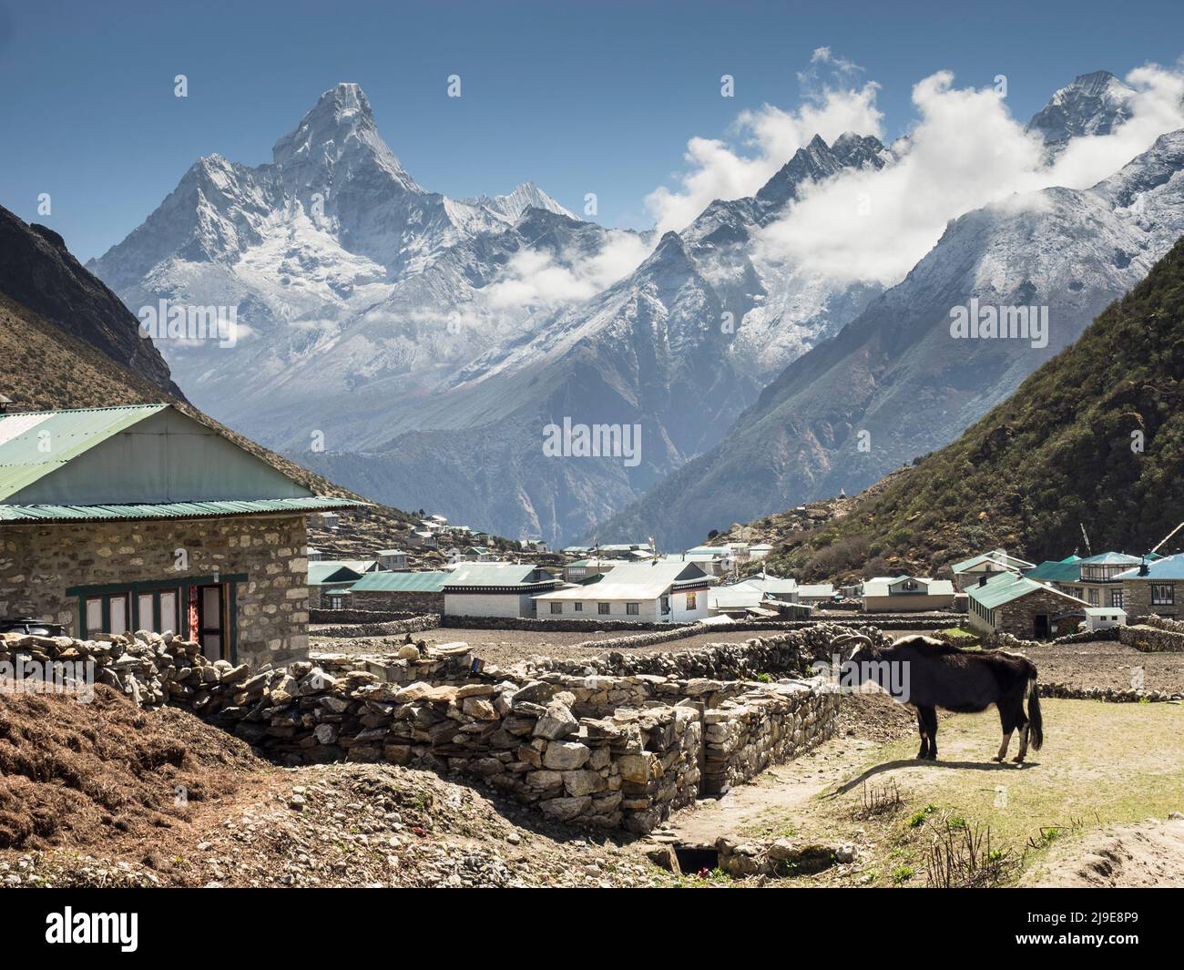 Dzo outside a stone fence wtih Ama Dablam (6856m) in the background ...