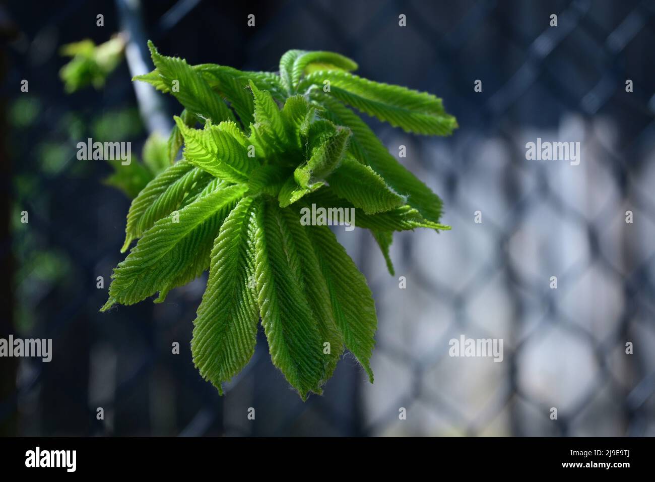 European horse-chestnut, Aesculus hippocastanum fresh green leaves in ...