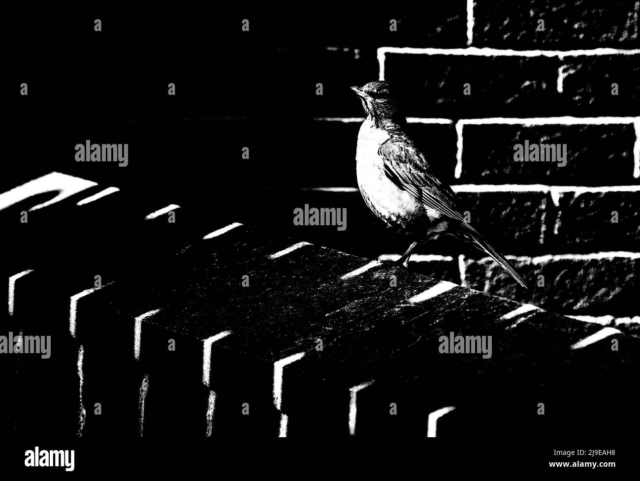 European robin Black and White Stock Photos & Images - Alamy