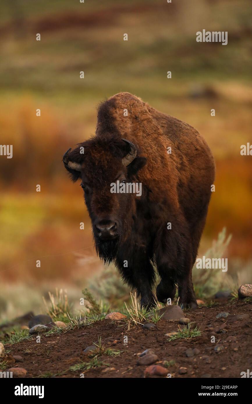 American Bison cow walking in the prairie of Yellowstone in spring ...