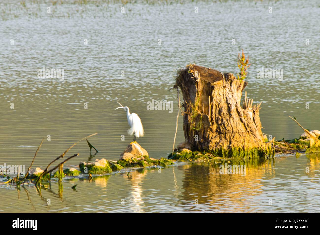 water ripples in the water, bird Stock Photo - Alamy