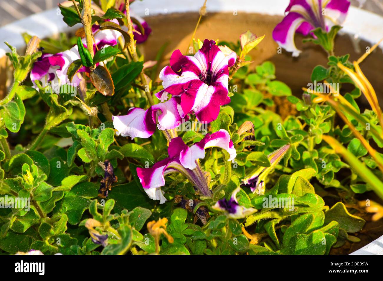 leaves in the forest Stock Photo - Alamy
