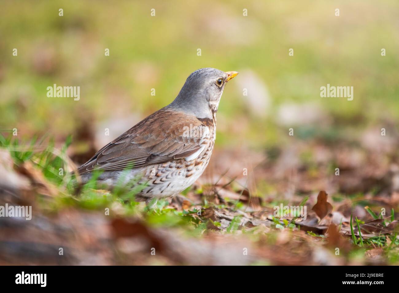 Collecting worms food lawn hi-res stock photography and images - Alamy