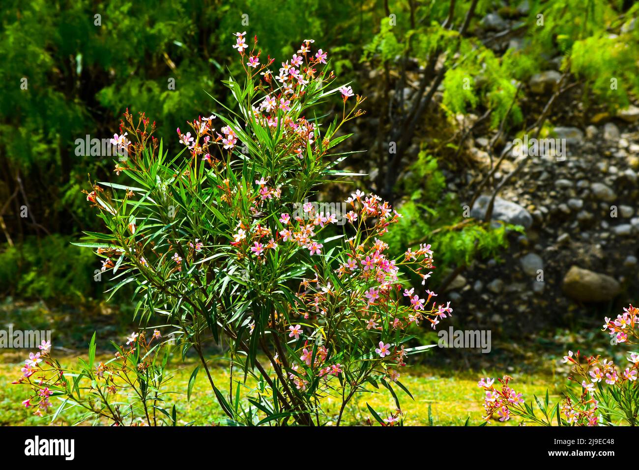 leaves in the forest Stock Photo - Alamy