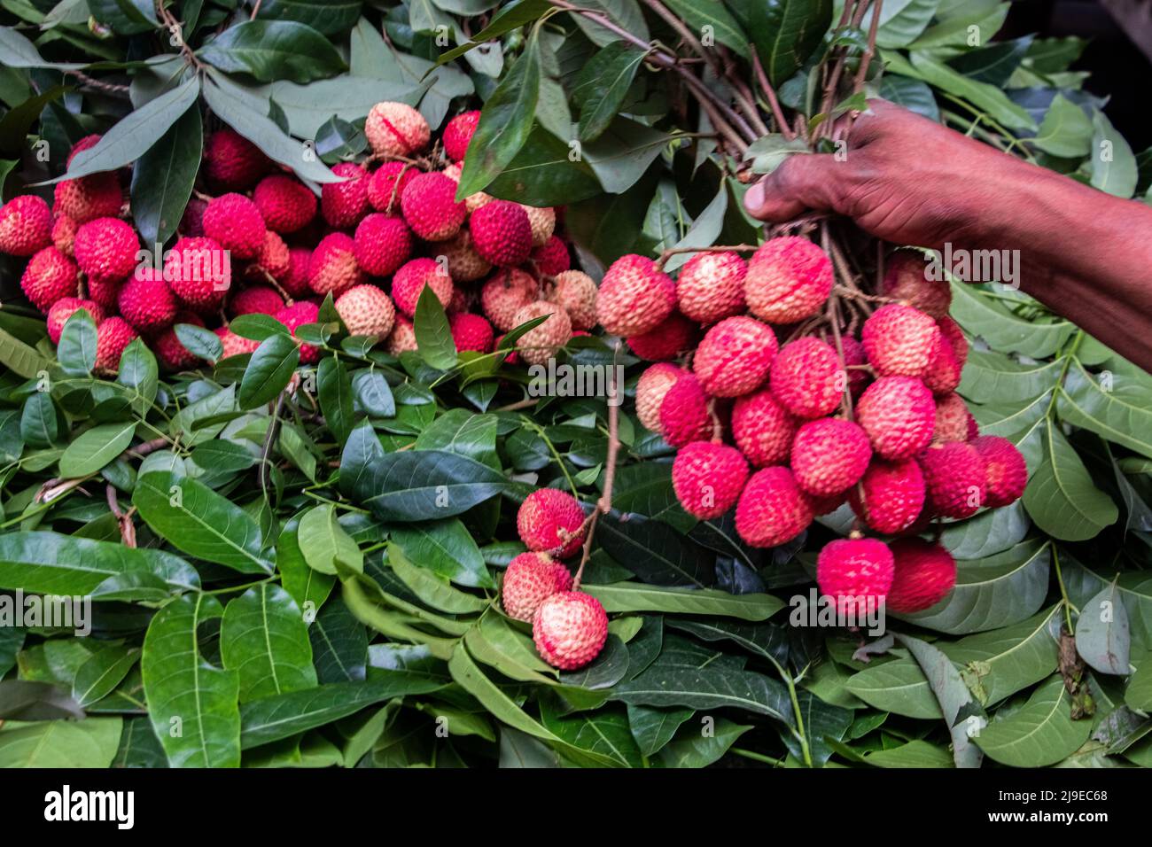 Dhaka, Bangladesh. 22nd May, 2022. Lichi is a fruit that is very ...