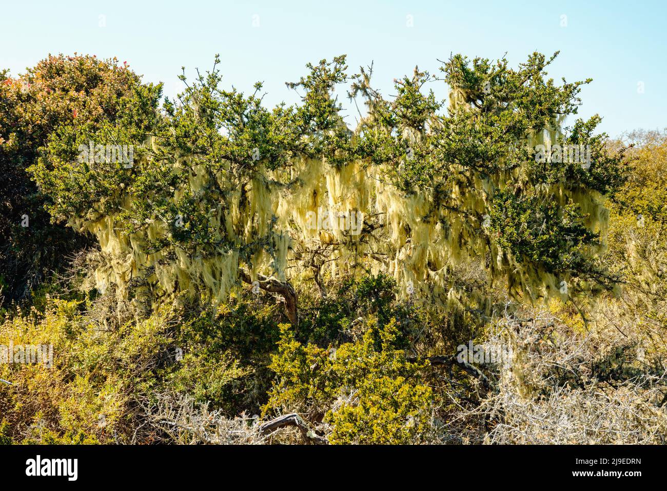 Elfin tree hi-res stock photography and images - Alamy