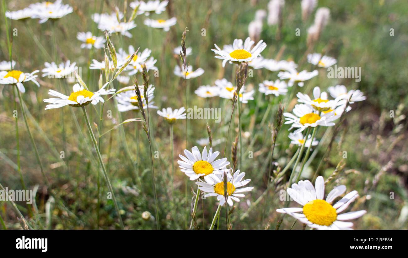 A meadow with wildflowers of daisies. Front view Stock Photo - Alamy
