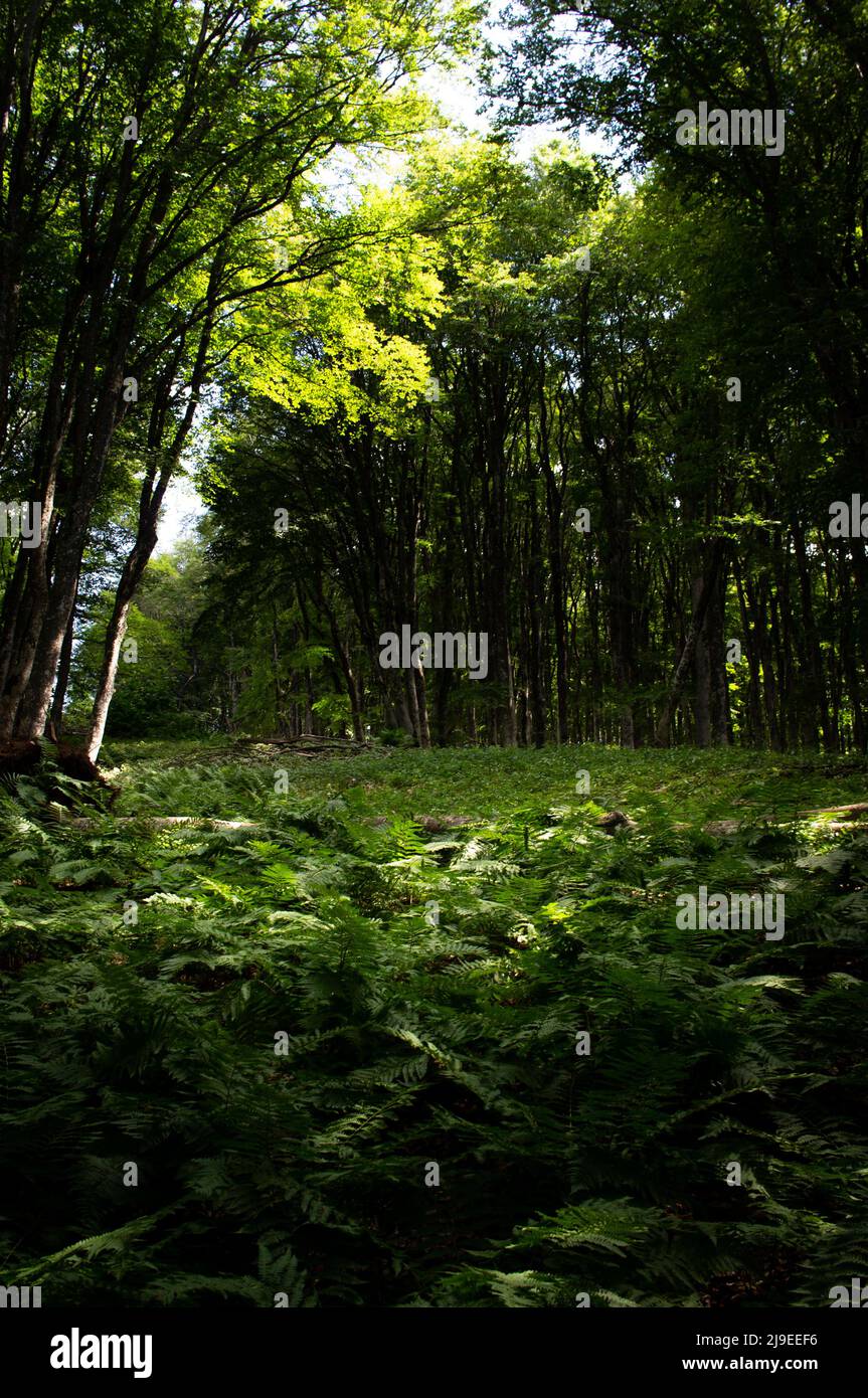 A thicket of wild ferns in a dark forest among huge trees. Vertical ...