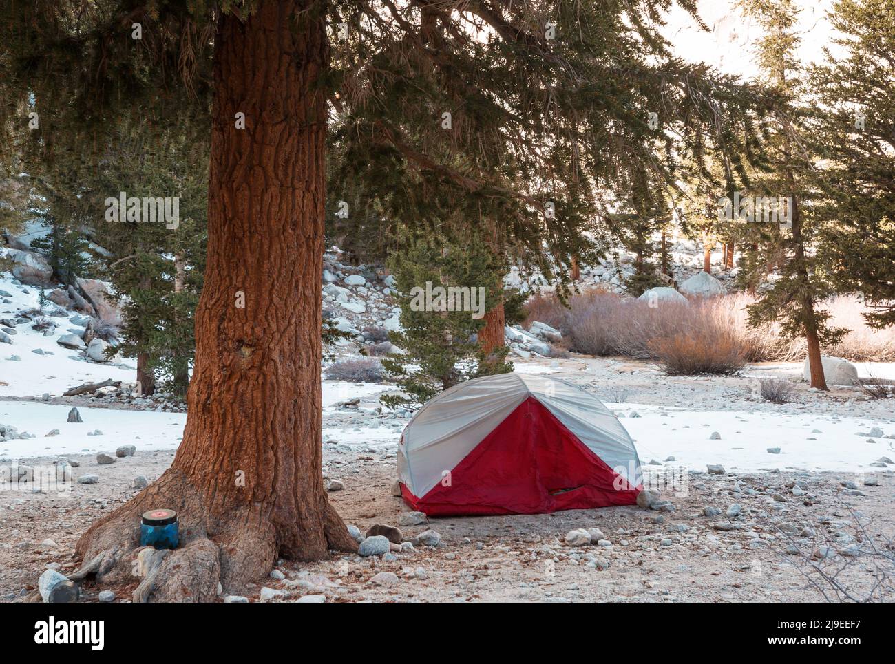 Modern tourist tent hanging between trees in green forest Stock Photo ...