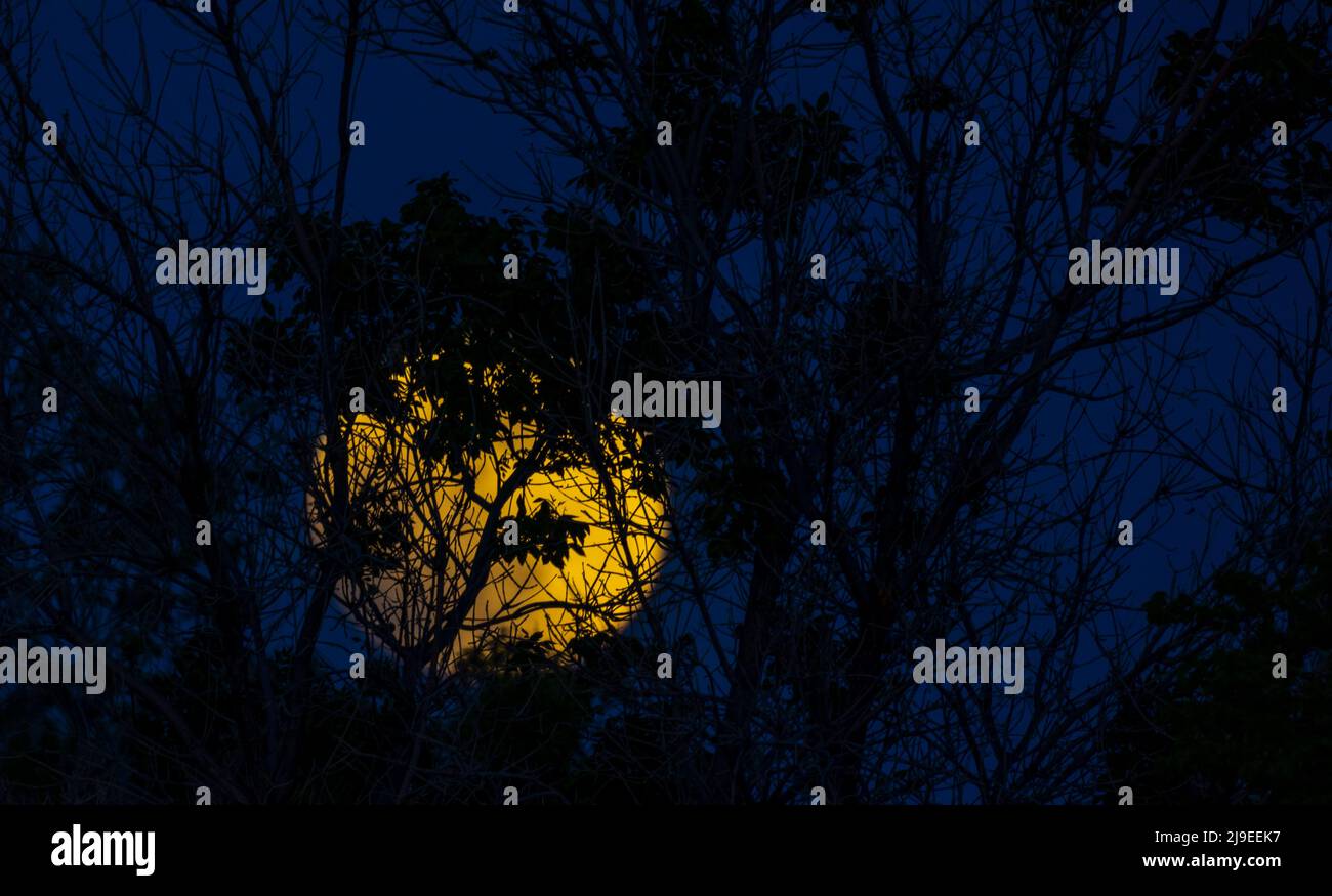Rising orange moon with tree branch silhouettes on the cloudy night sky ...