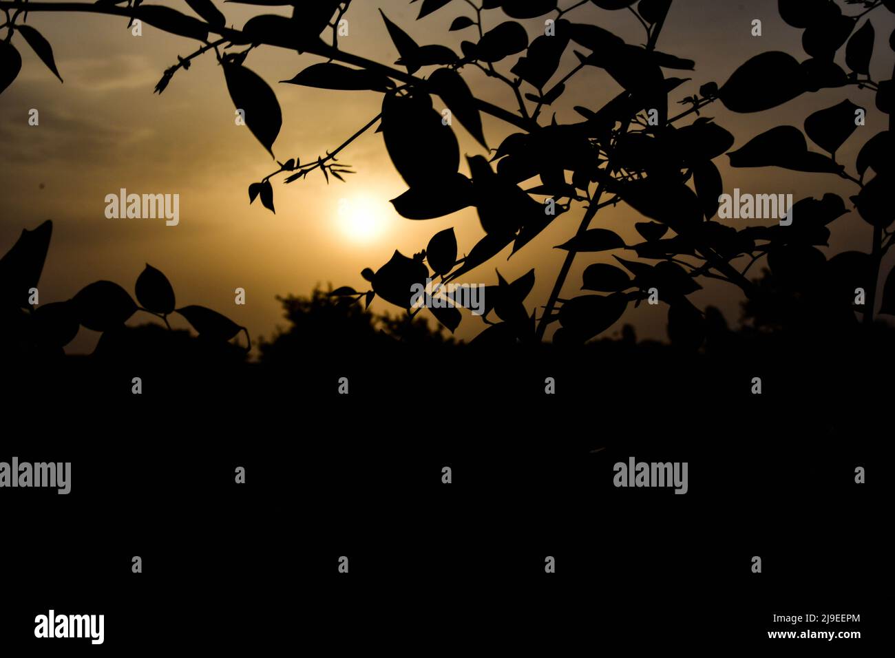 sunset behind leaves Stock Photo - Alamy