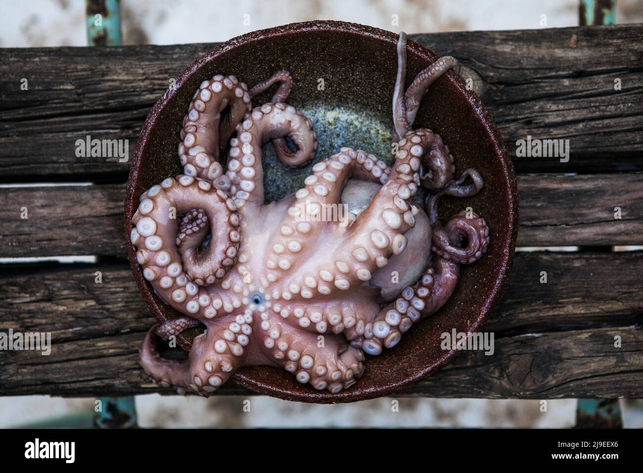 Octopus is raw, ready to cook. Close-up of a fresh raw octopus. seafood ...