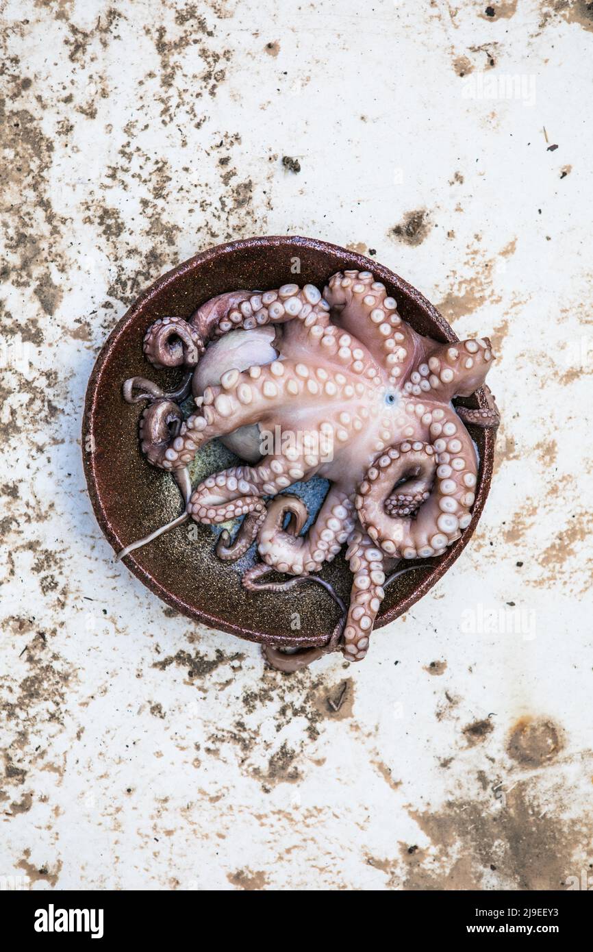 Octopus is raw, ready to cook. Close-up of a fresh raw octopus. seafood ...