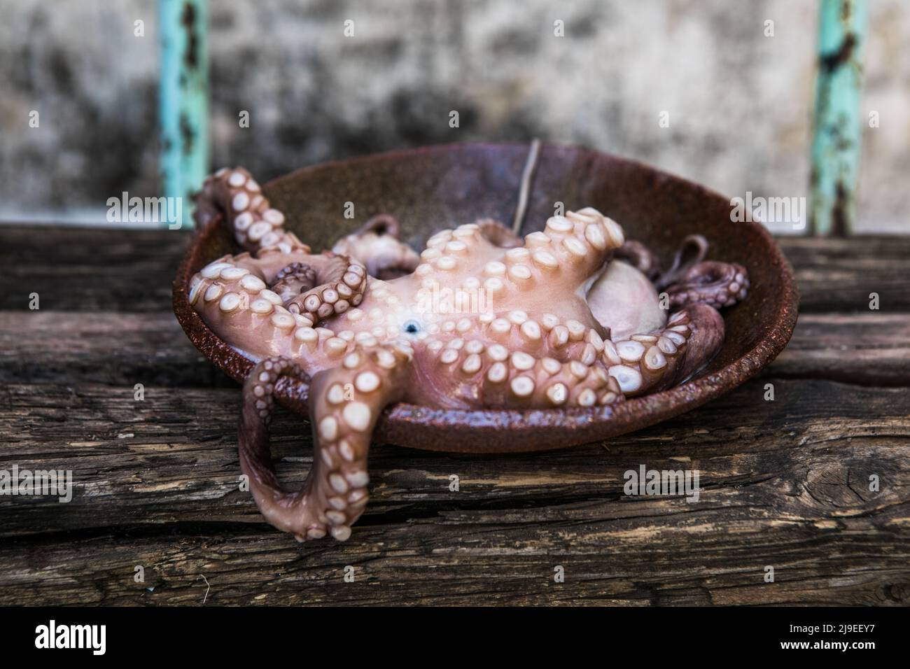 Octopus is raw, ready to cook. Close-up of a fresh raw octopus. seafood ...