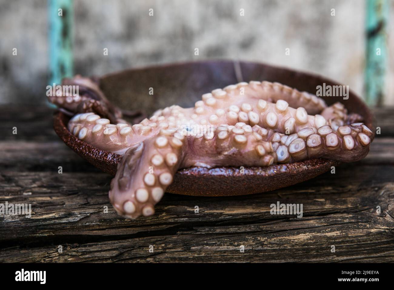 Octopus is raw, ready to cook. Close-up of a fresh raw octopus. seafood ...