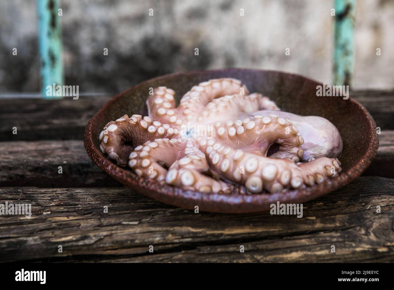 Octopus is raw, ready to cook. Close-up of a fresh raw octopus. seafood ...