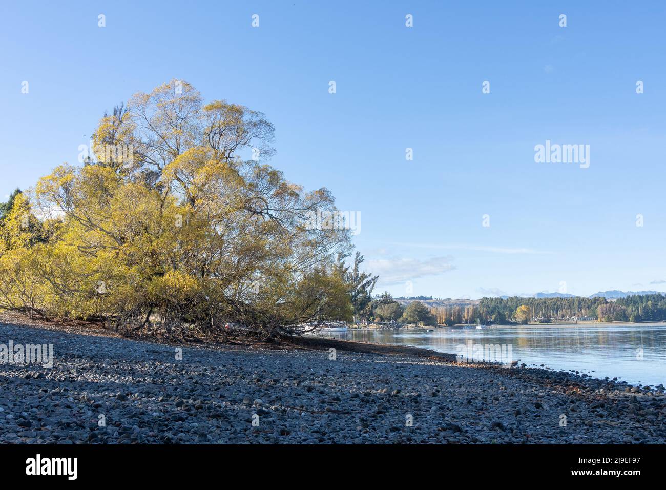 Pacific willow tree hi-res stock photography and images - Alamy