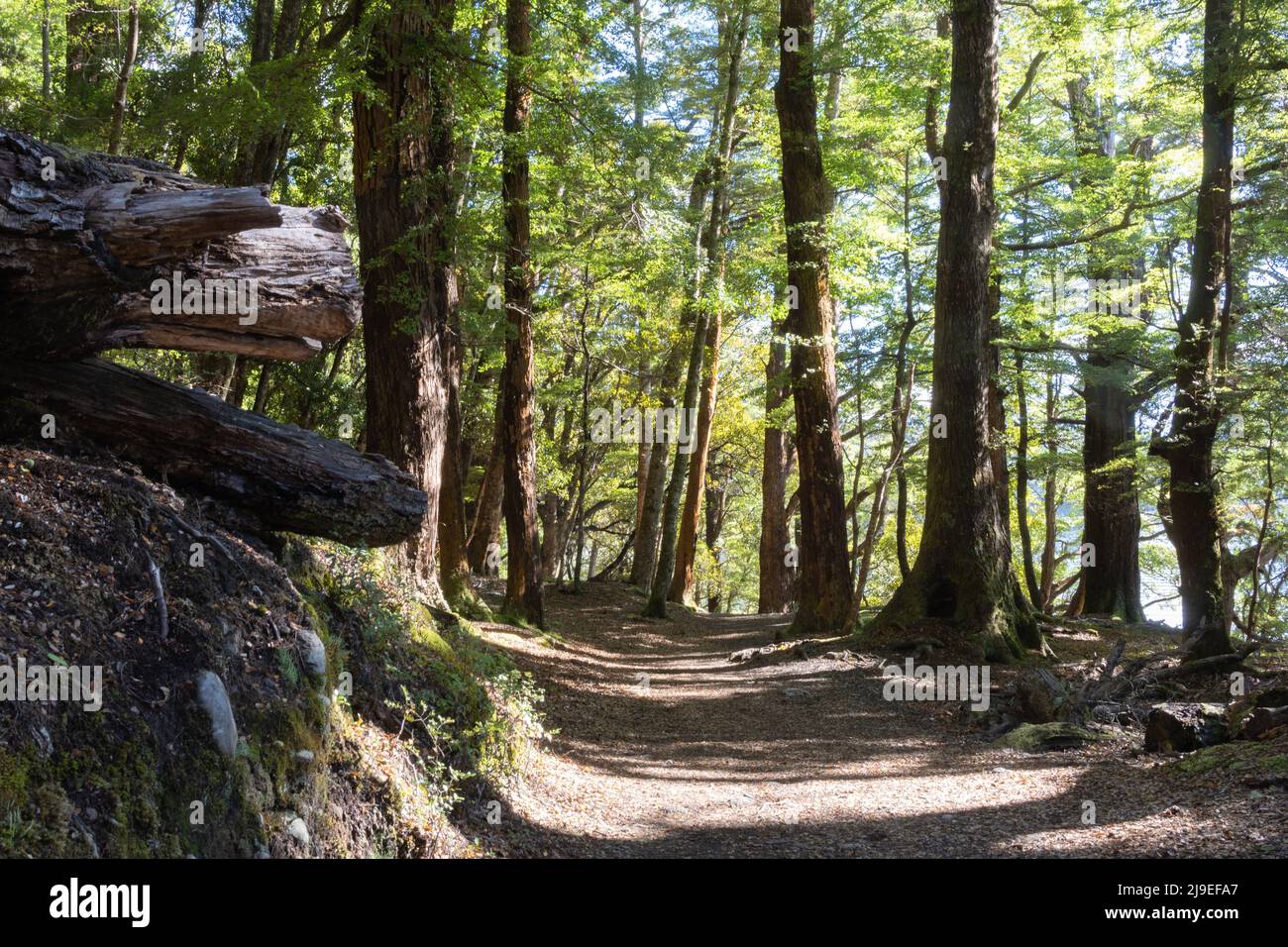 Path through tall beech trees on Kepler Track at Te Anau beside lake in ...