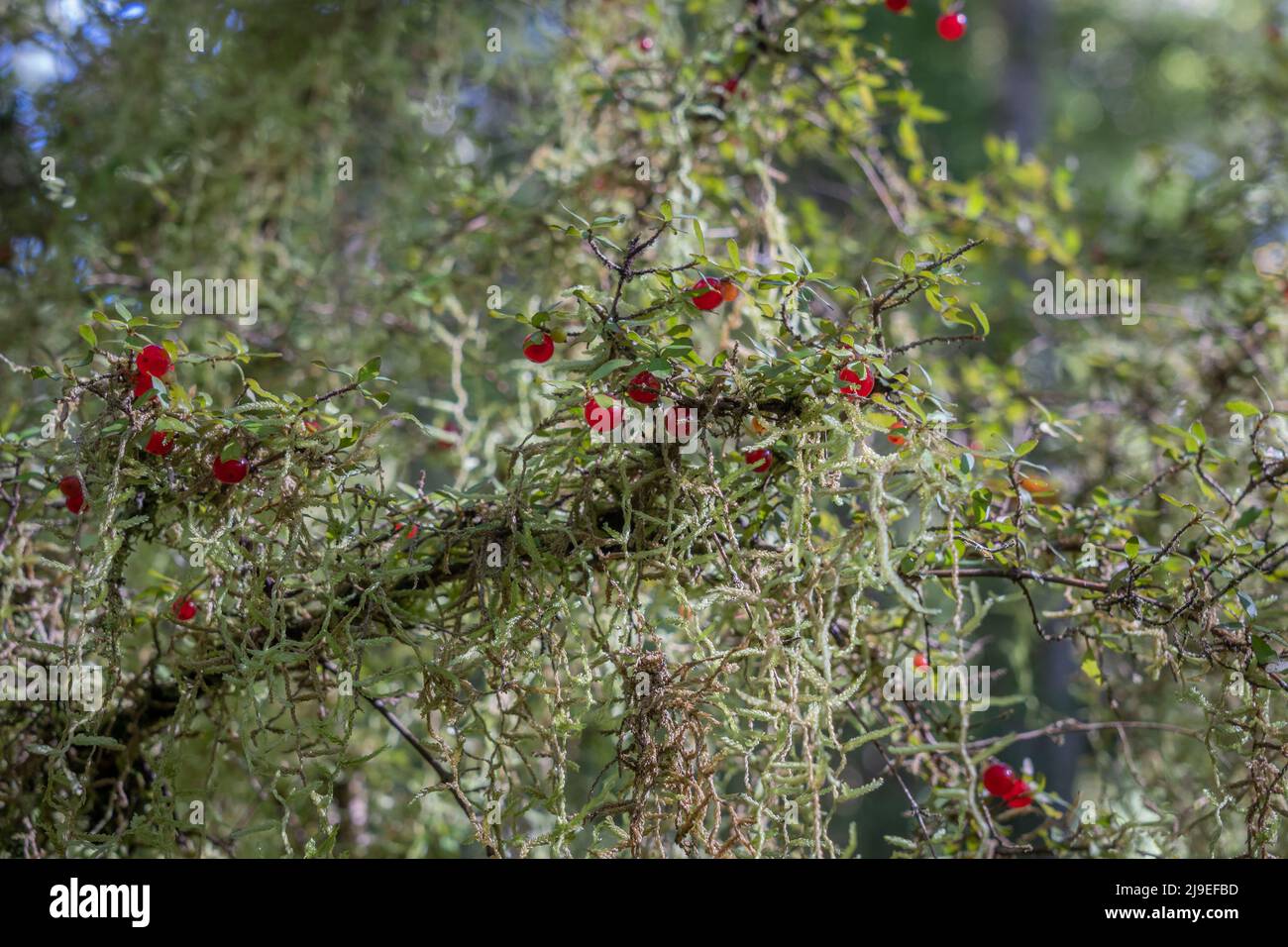 Corokia tree with characteristic red berries and hanging moss macro ...
