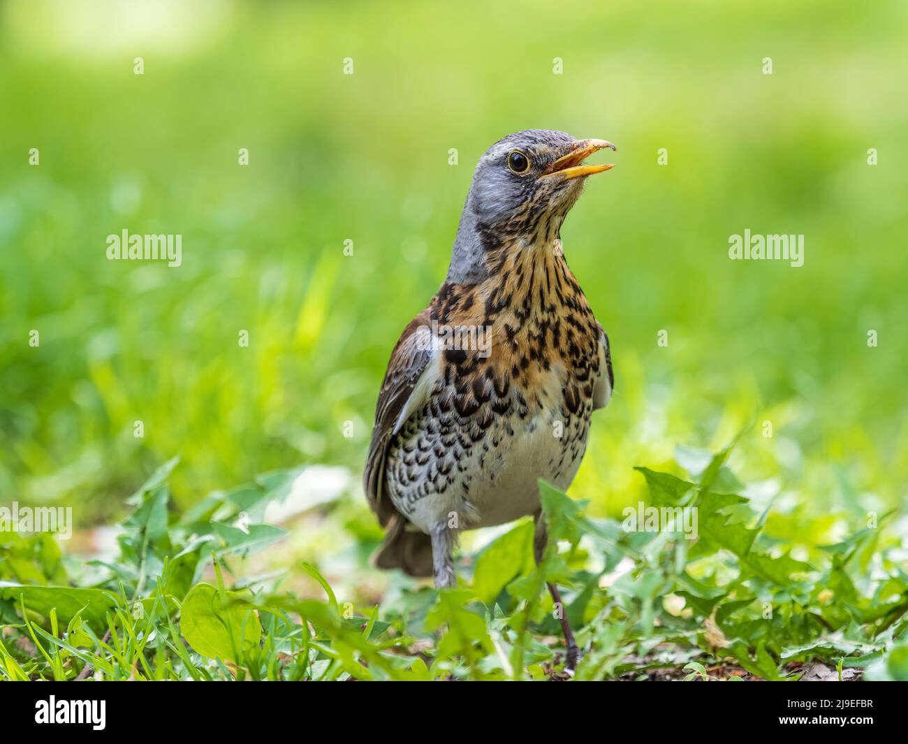 Wood bird Fieldfare on a spring lawn. Fieldfare, Turdus pilaris. Close ...