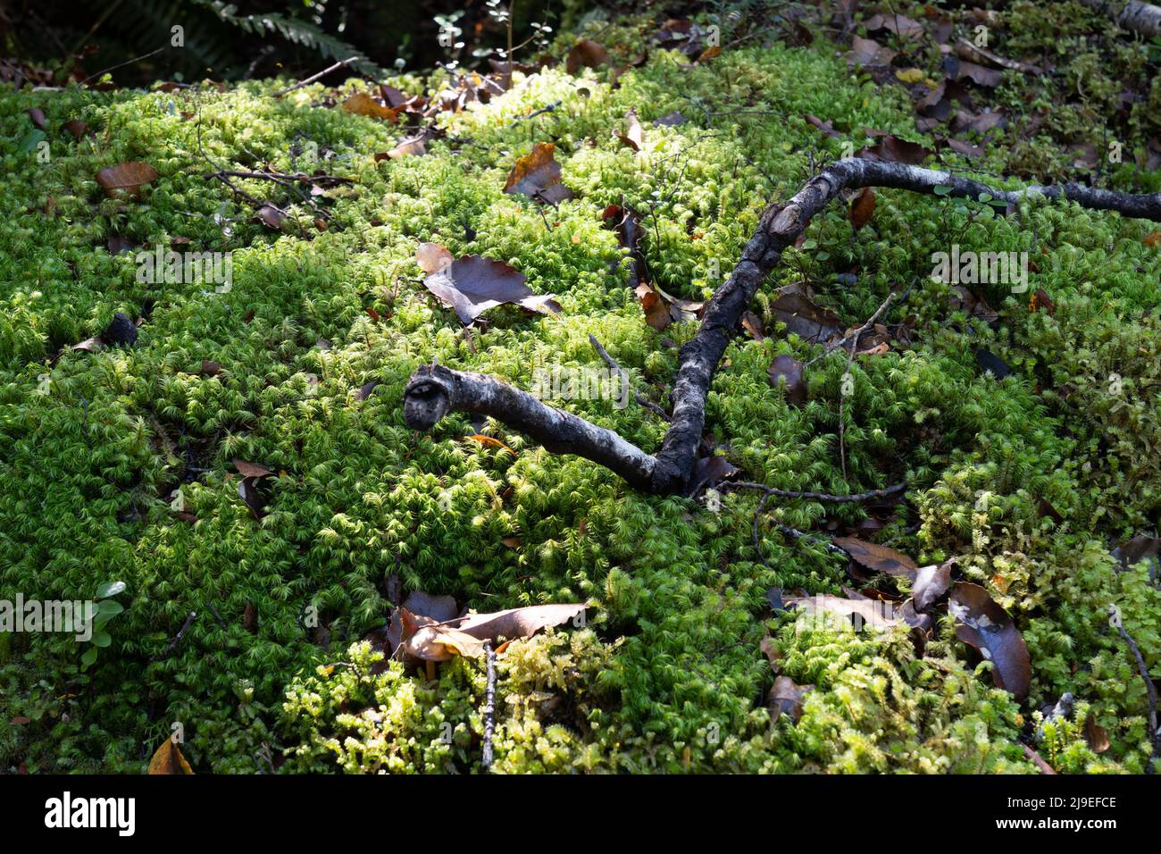 Ground covering bright green moss on forest floor along Kepler Track ...