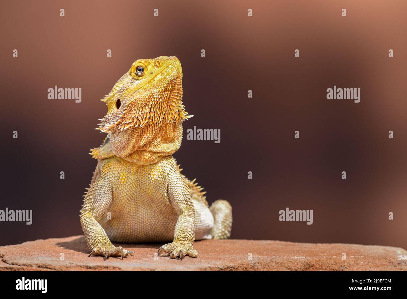 Bearded Dragon posing in the nature Stock Photo - Alamy