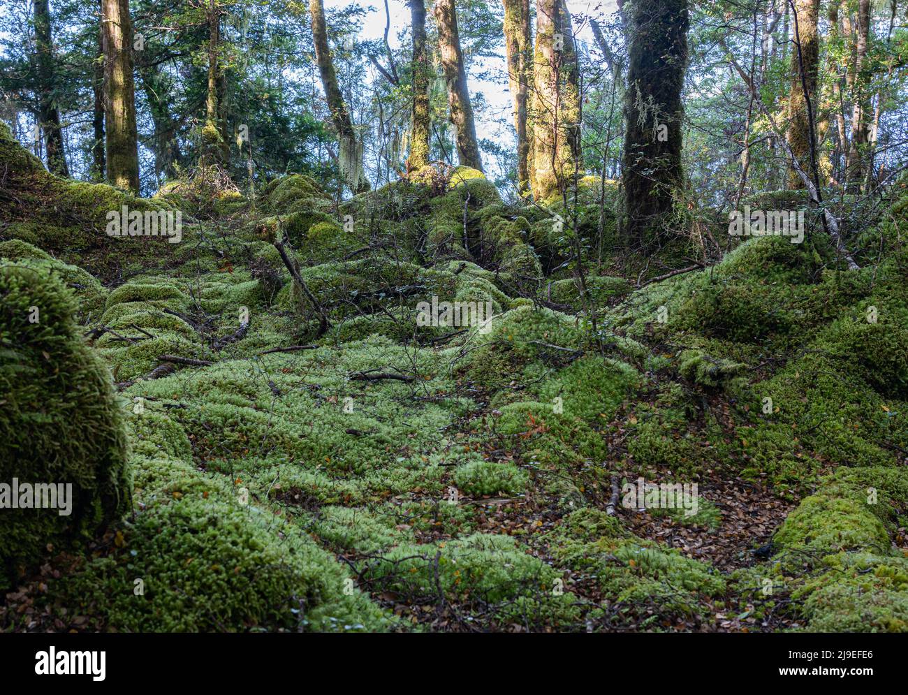 Ferns growing on forest floor hi-res stock photography and images - Alamy