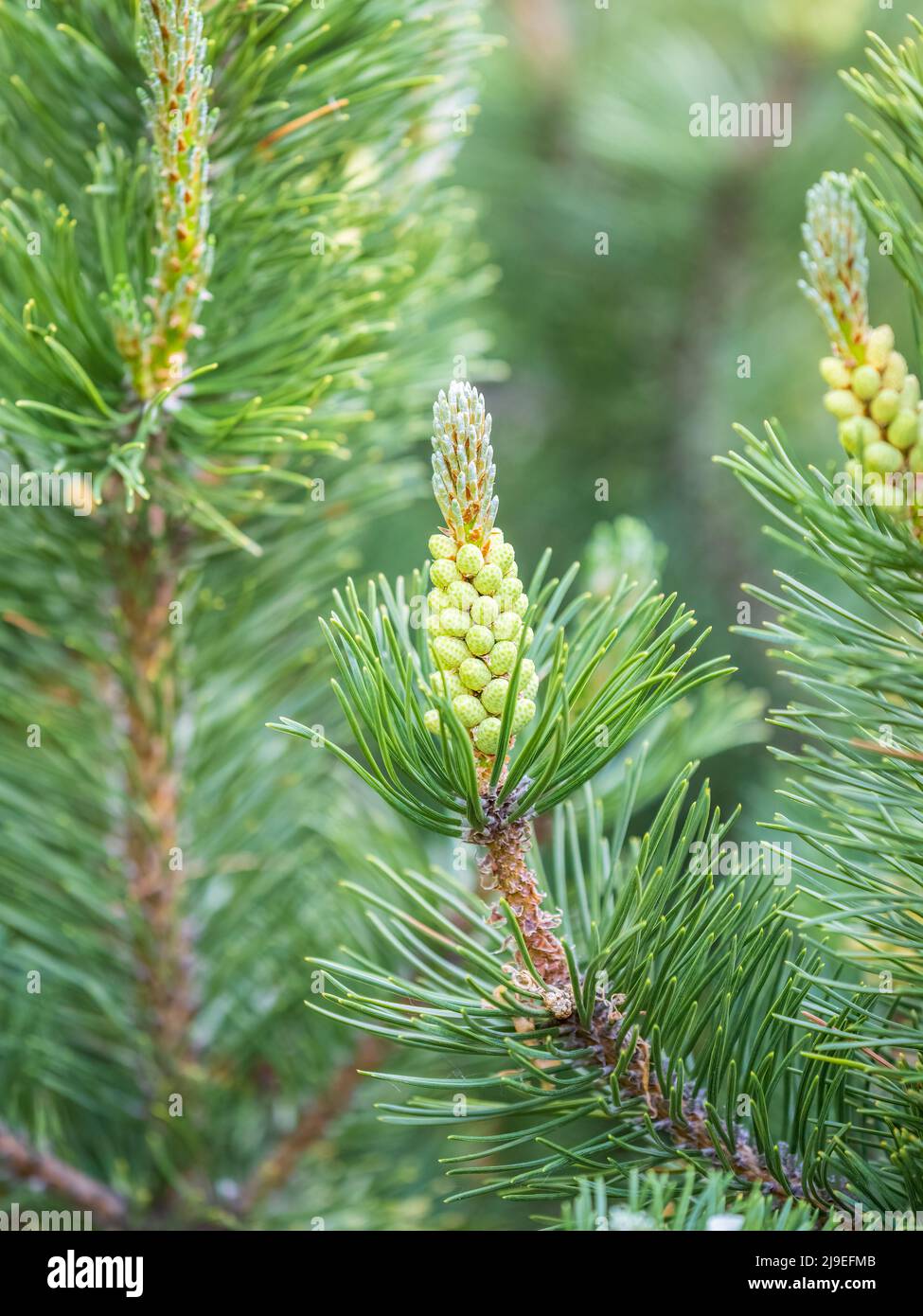 Green small pine trees with fresh shoots in spring or summer. Dense ...