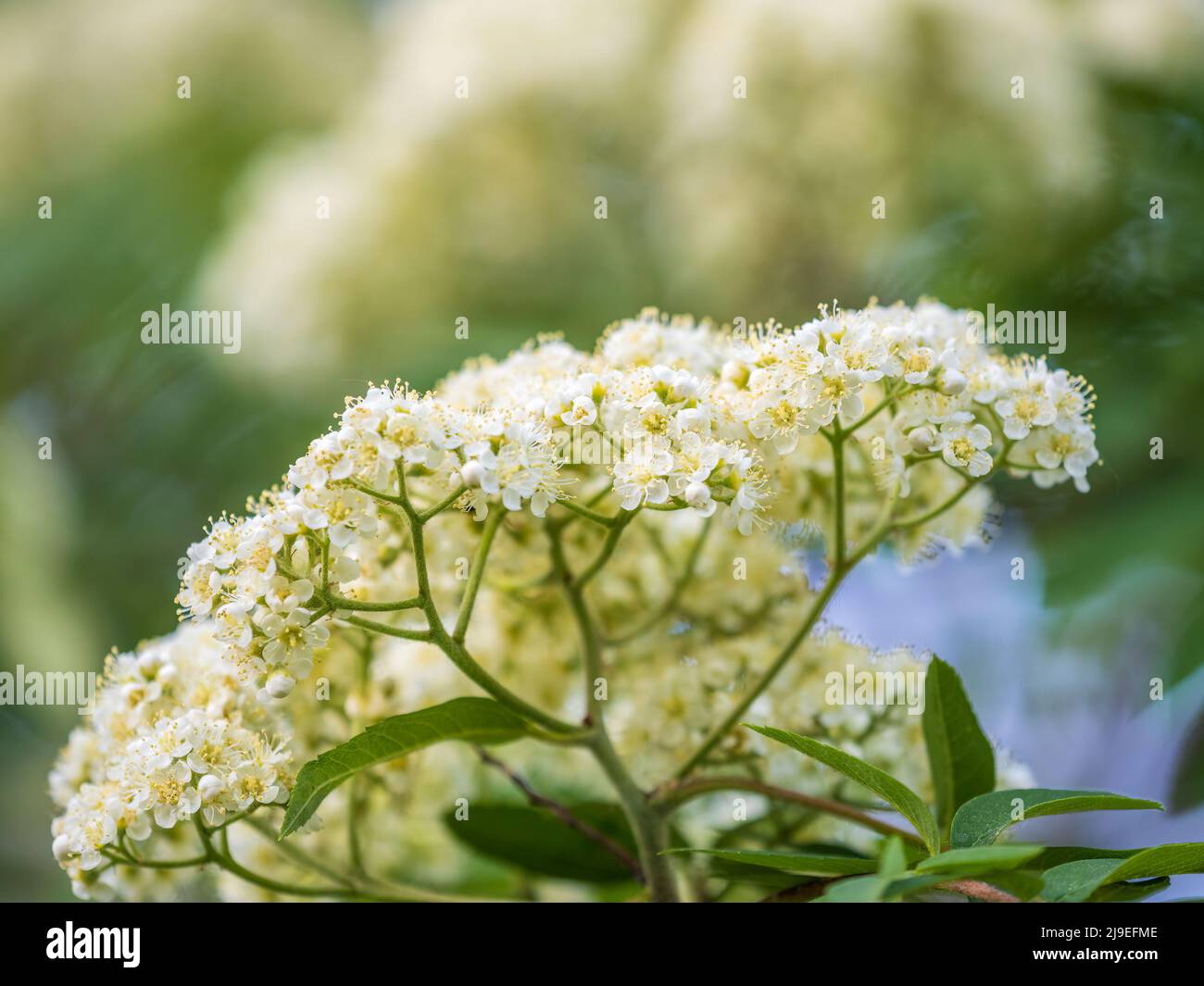Spiraea chamaedryfolia or germander meadowsweet or elm-leaved spirea ...