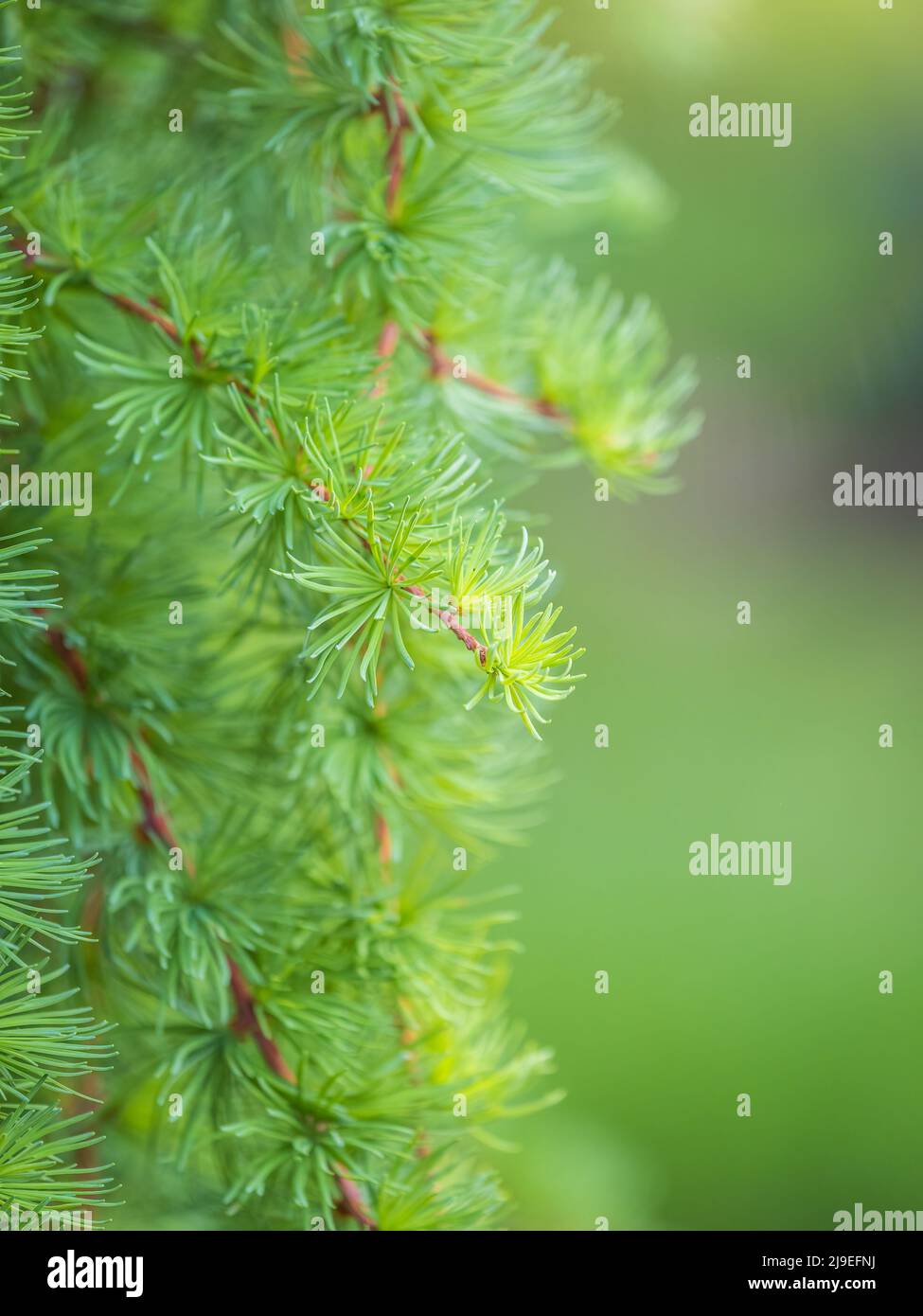 Siberian larch branch hi-res stock photography and images - Alamy
