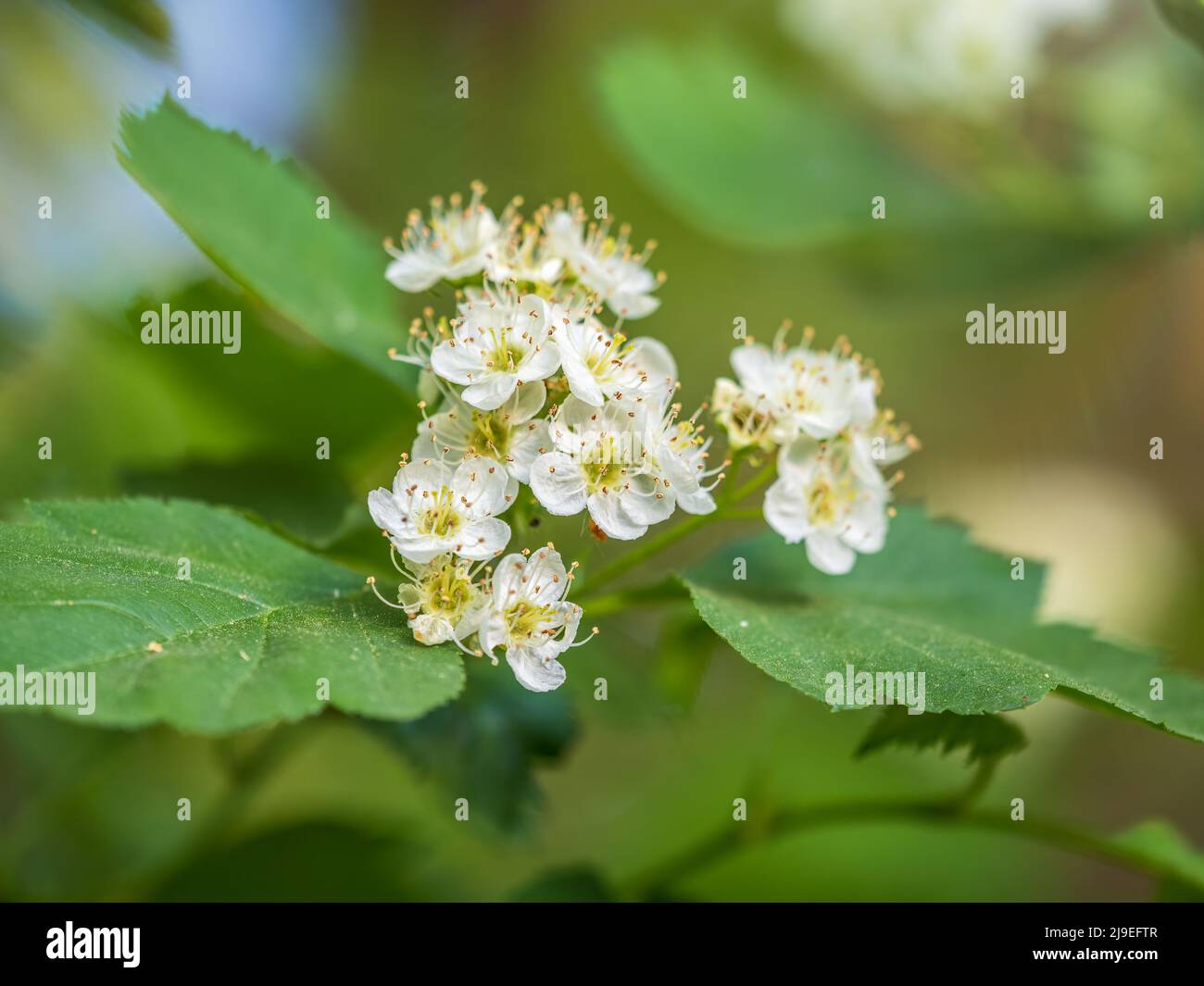 Spiraea chamaedryfolia or germander meadowsweet or elm-leaved spirea ...