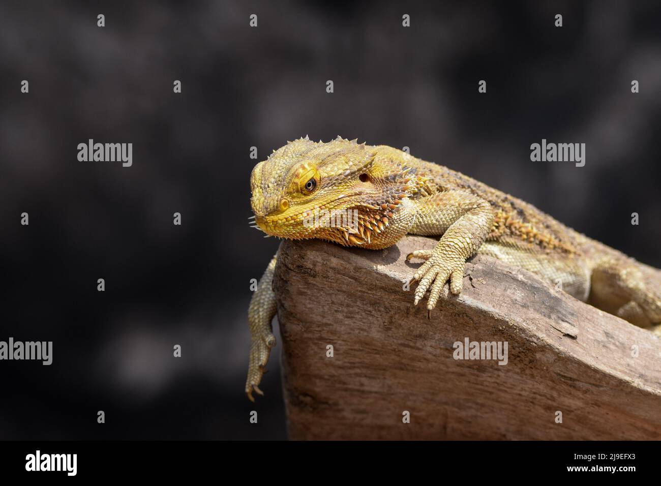 Bearded Dragon posing in the nature Stock Photo - Alamy