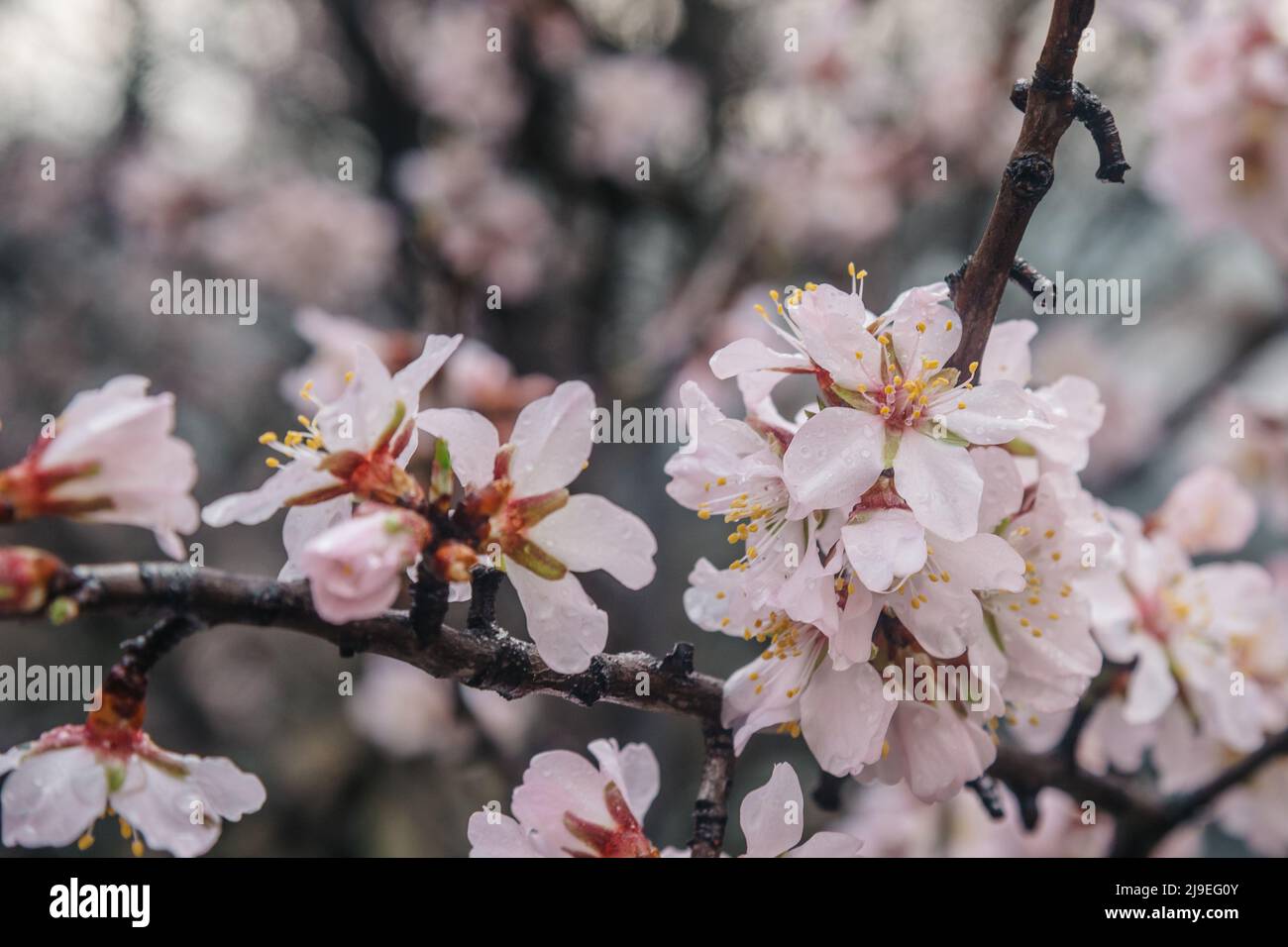 Flowering almond trees in spring. Beautiful almond flower blossom with ...