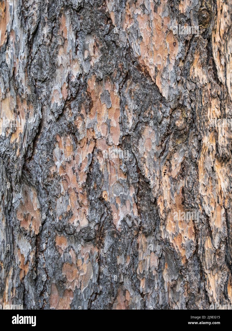 Bark texture and background of a old fir tree trunk. Detailed bark ...