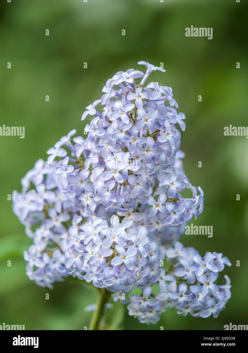 Blue Blooming Lilac Flowers in spring. Branches with spring lilac ...