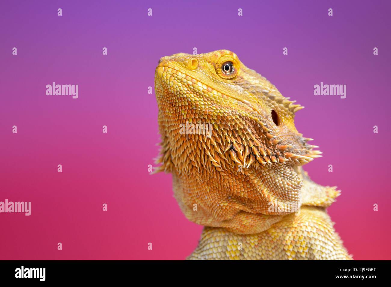 Bearded Dragon posing in the nature Stock Photo - Alamy