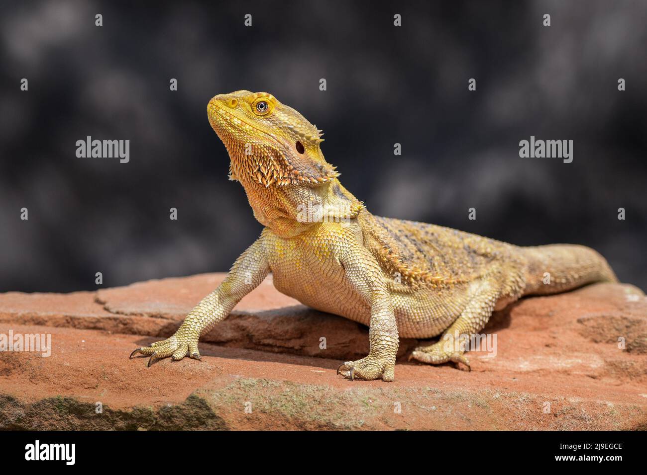 Bearded Dragon posing in the nature Stock Photo - Alamy