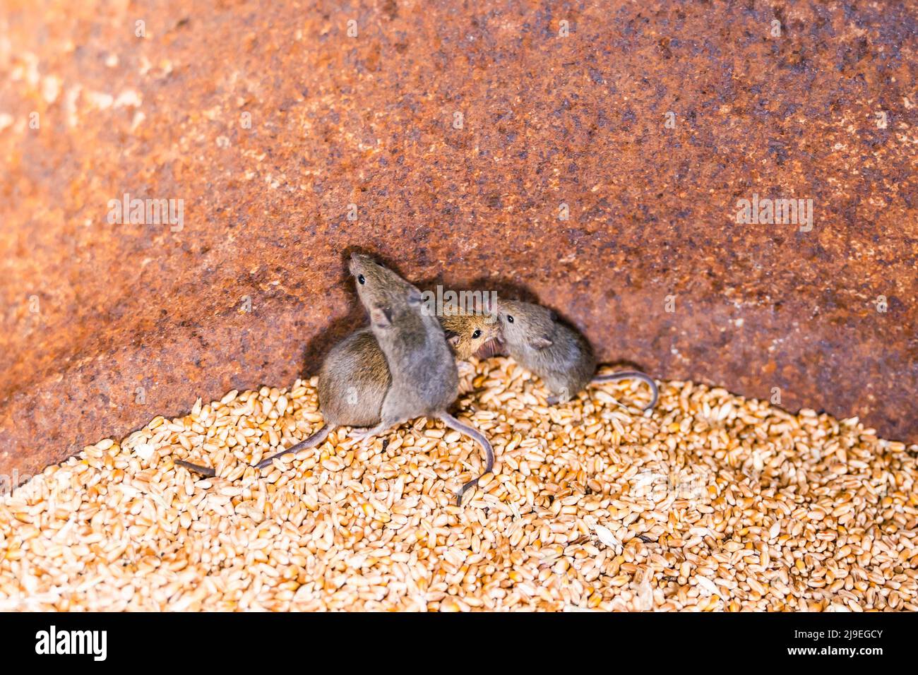 House mice hi-res stock photography and images - Alamy