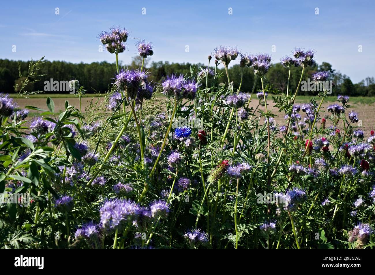 Different flowers - living in the protection belt Stock Photo - Alamy