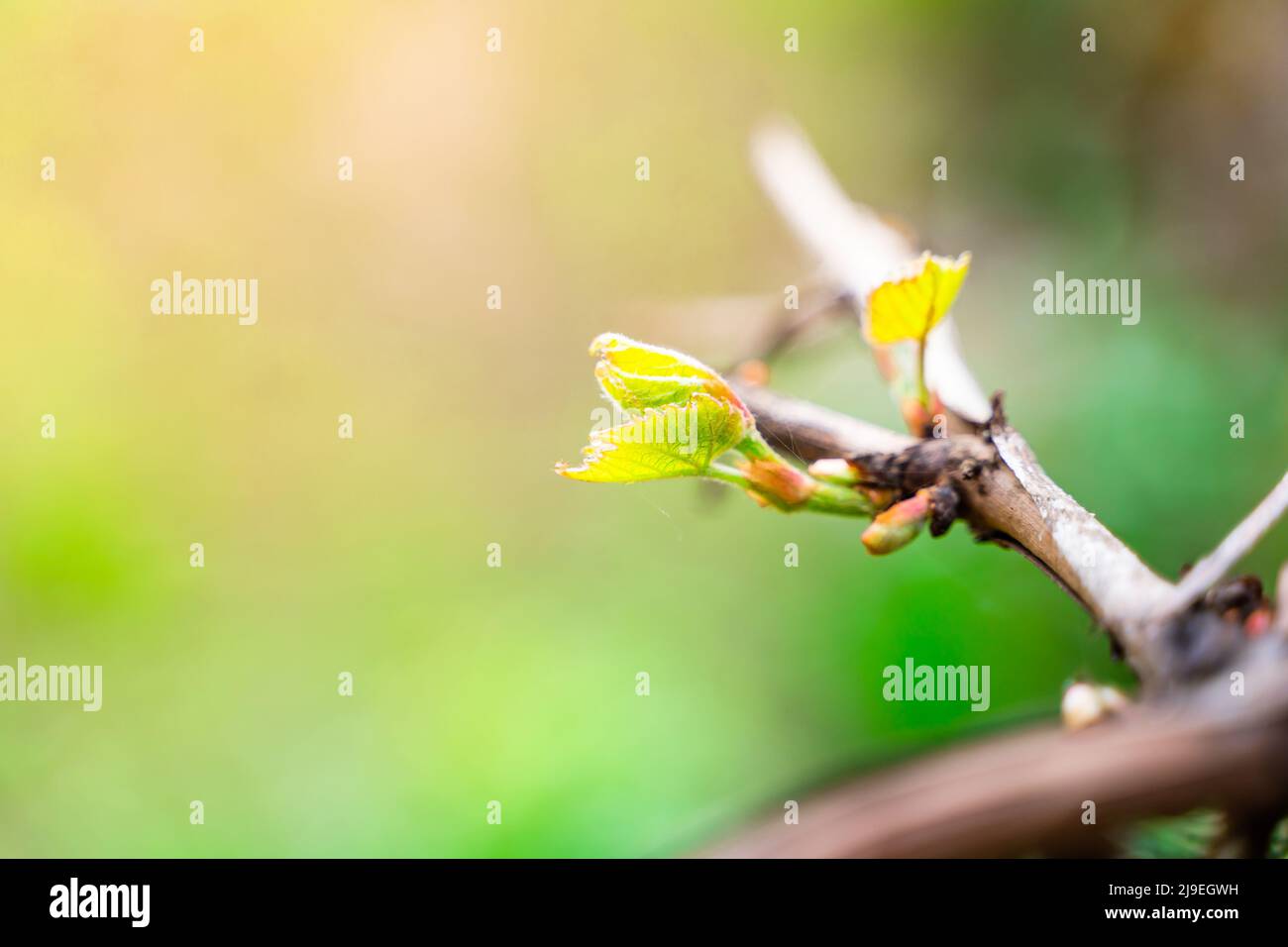 Tree waking up after winter hi-res stock photography and images - Alamy
