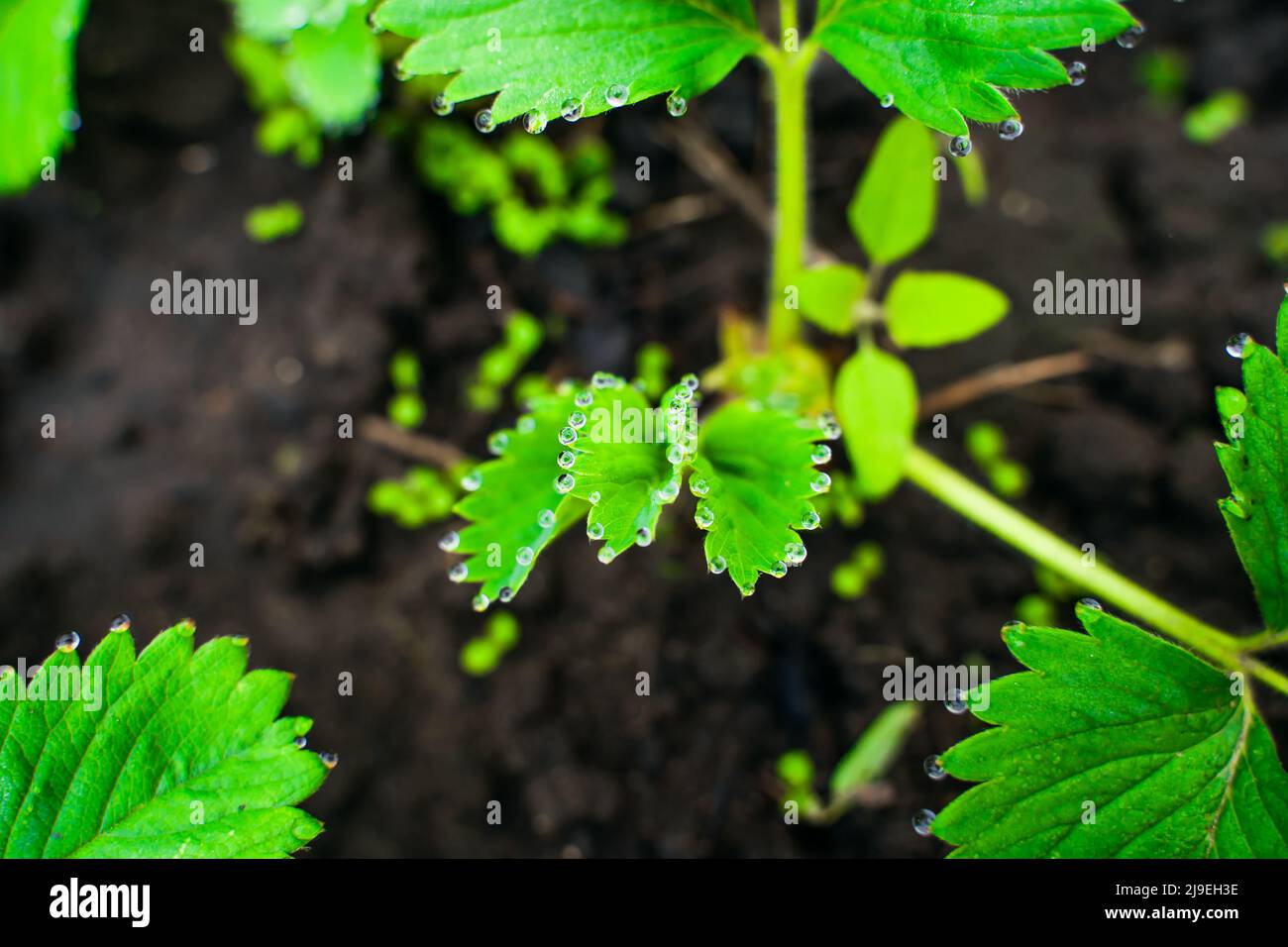 Dew drops in the morning on strawberry leaves close-up. Growing ...