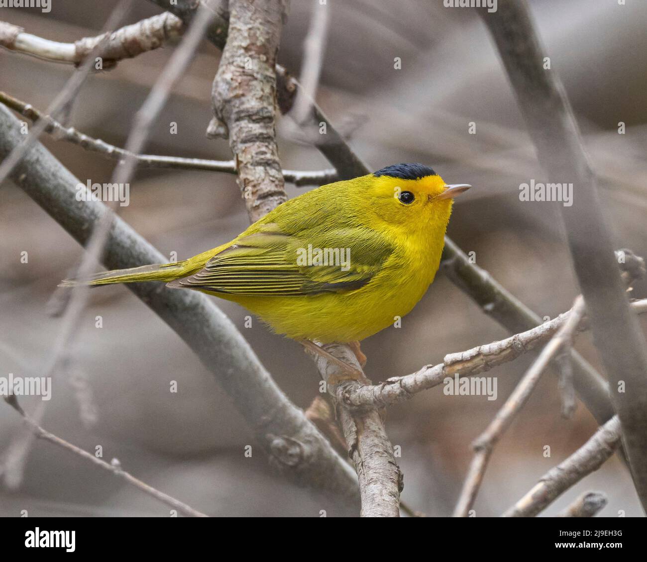 Wilson S Warbler Cardllina Pusilla Sierra County California Usa Stock