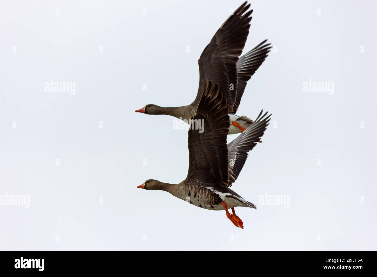 White fronted geese take flight in Deadhorse, Alaska Stock Photo - Alamy